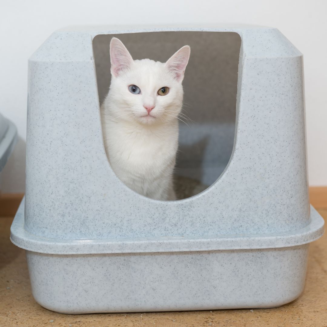 How to help make your cat's poo smell less - The Lick How to help make your cat's poo smell less - The Lick