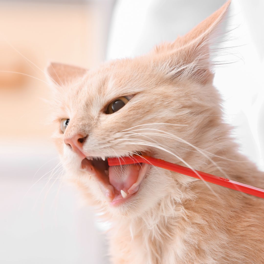 How to keep my cat's teeth clean and healthy - The Lick