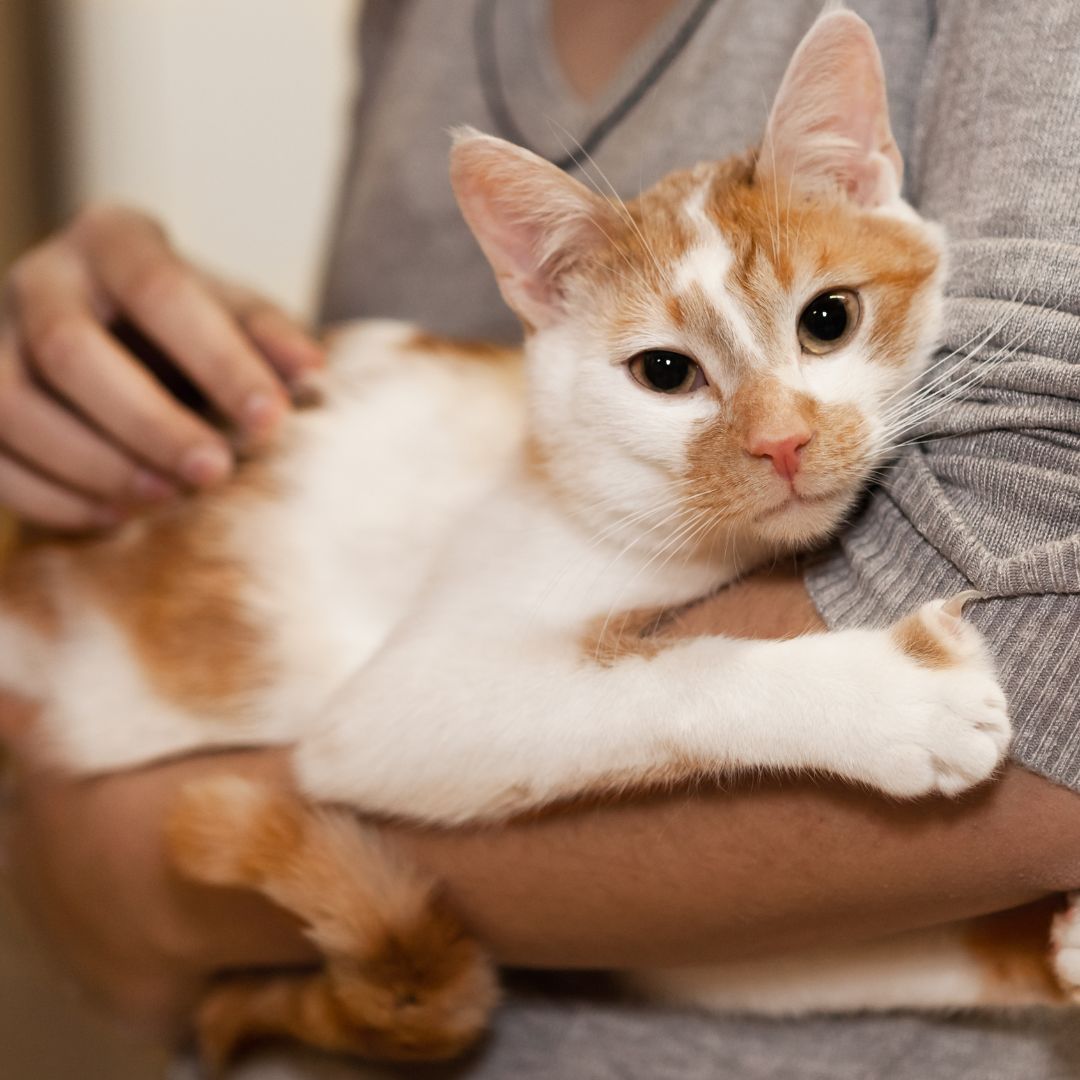 How do cats get ticks? - The Lick