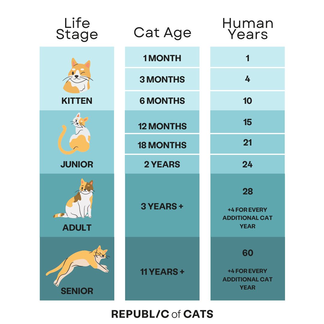 How old is my cat in human years? - The Lick