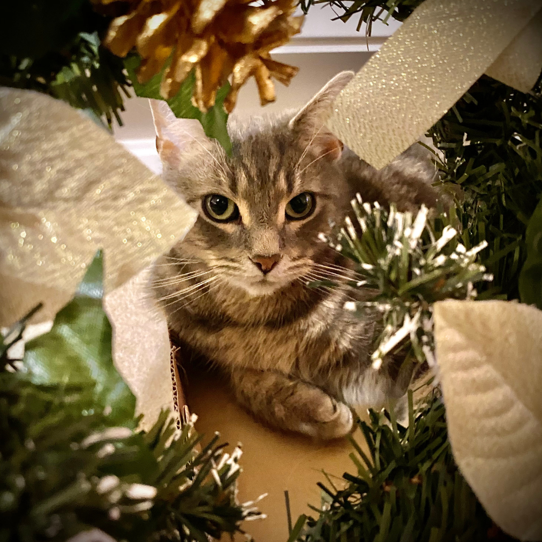 What can my cat eat from the Christmas dinner table? - The Lick