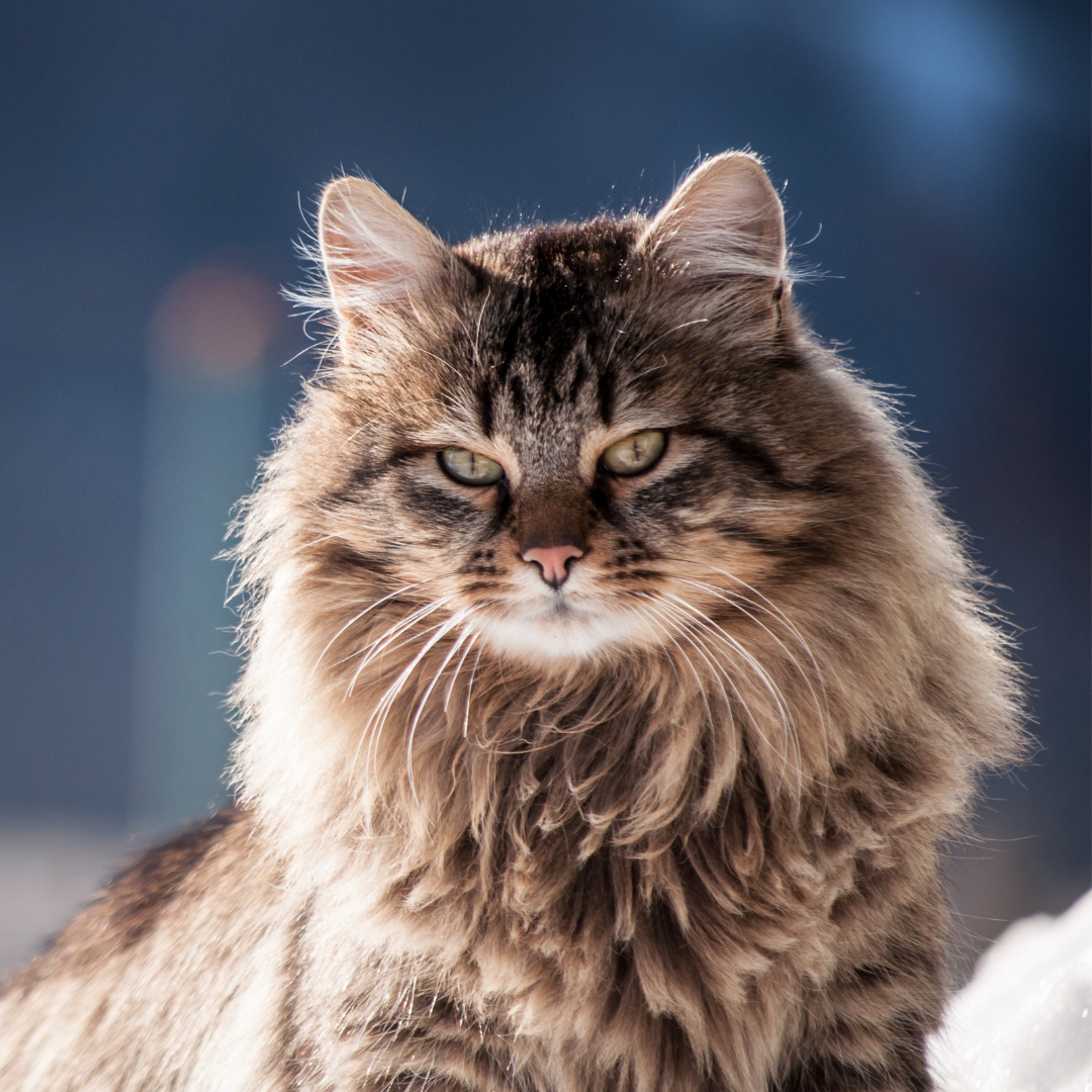 Tips for grooming long-haired cats - The Lick