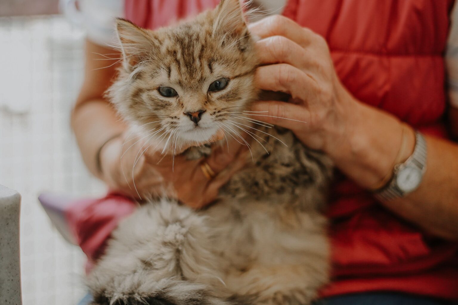 Yorkshire Cat Rescue: a cat charity empire. - The Lick