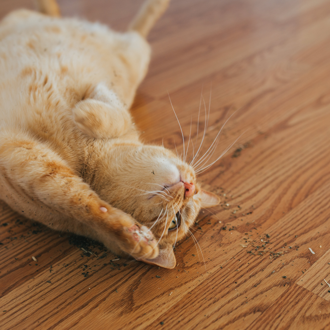 Catnip tea recipe for your cat - The Lick