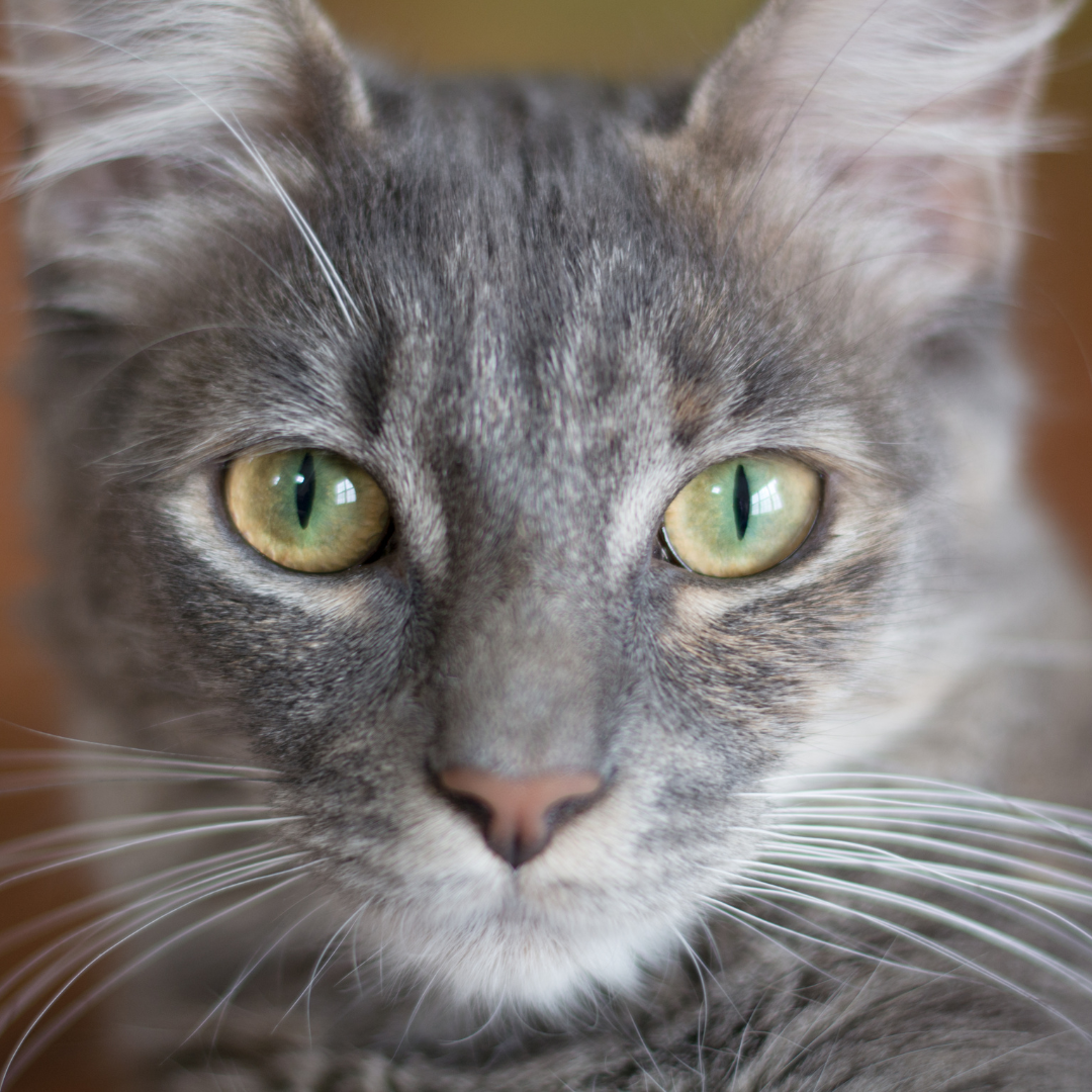 Why does my cat stare at me? - The Lick