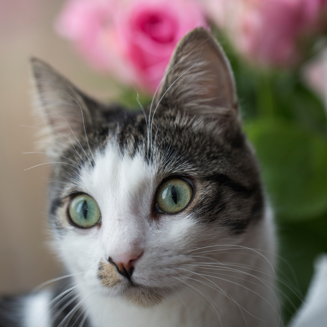 Which flowers are safe for my cat? - The Lick
