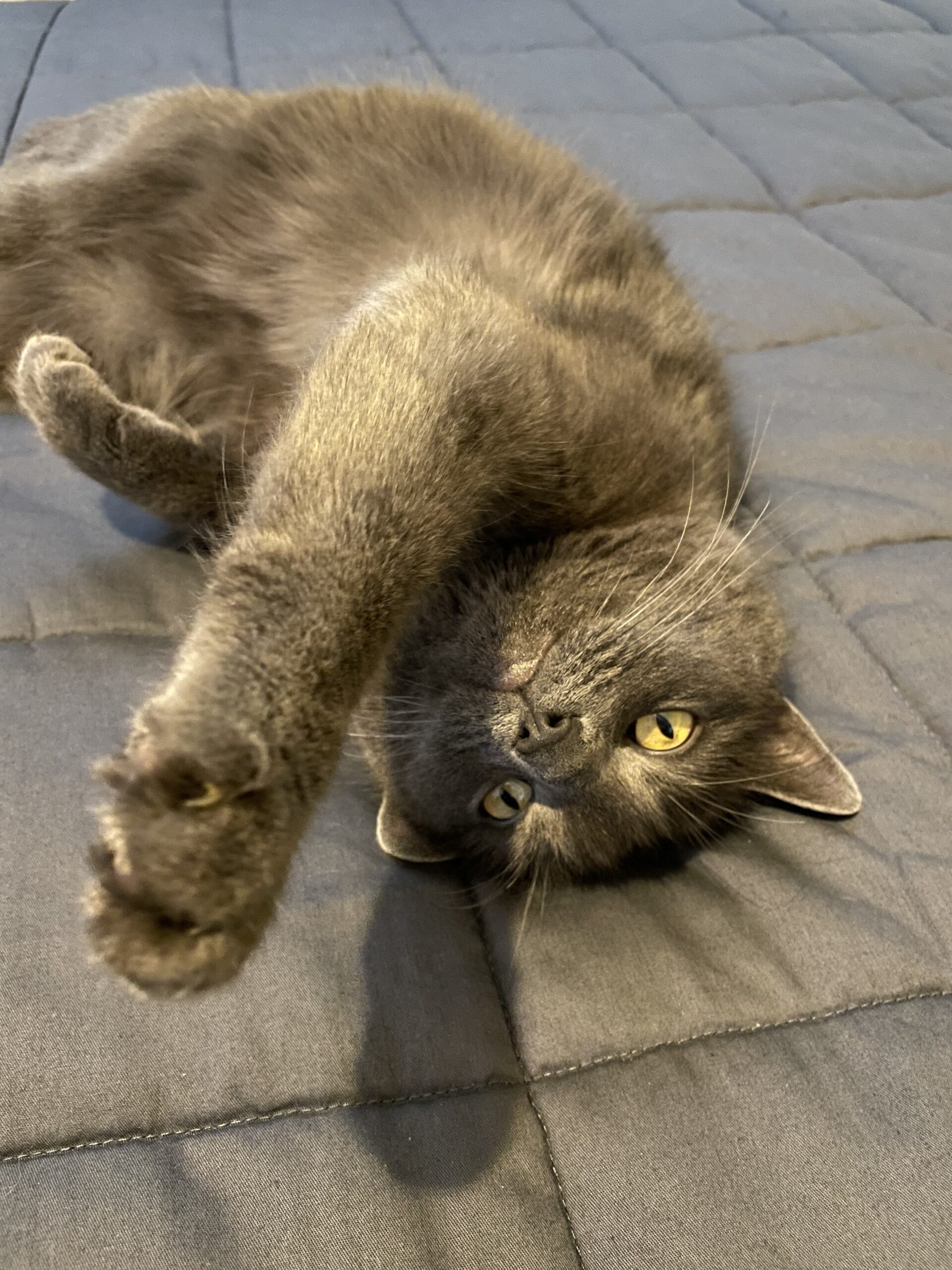 Saiko AKA Kittencat - The Lick