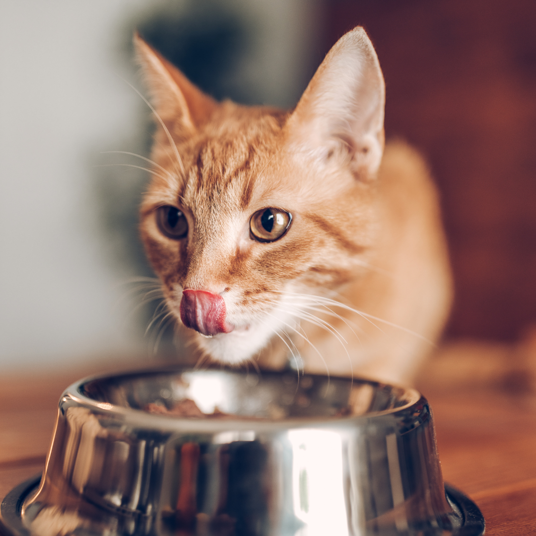 Why is mixed feeding best for cats? - The Lick