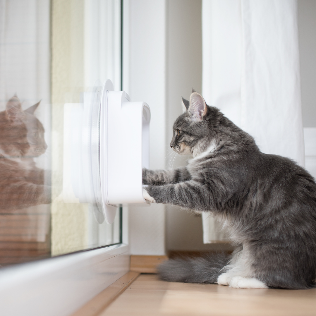 The Best Microchip Cat Flaps - The Lick