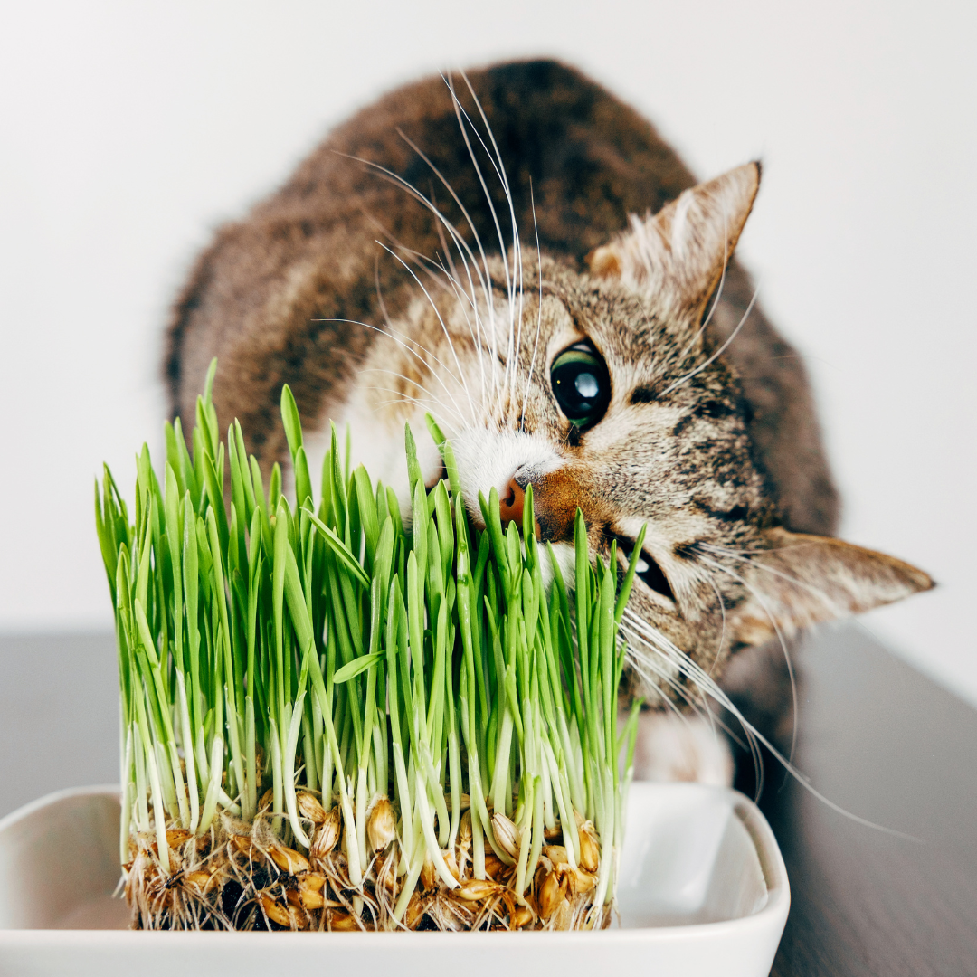 How to Grow Cat Grass at Home - The Lick