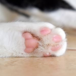 Why Are Toe Beans Different Colours? - The Lick