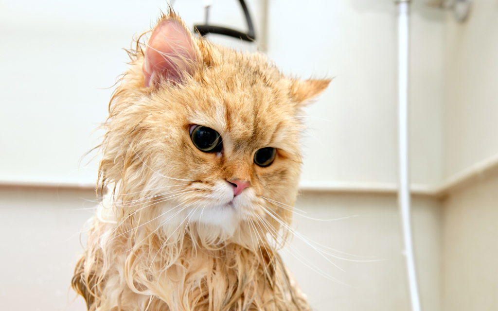 How to Wash a Cat - The Lick