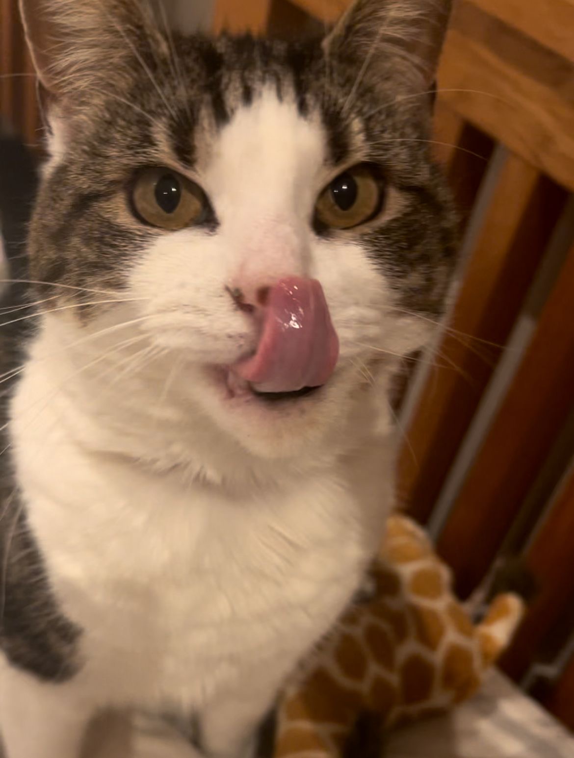 Charley - The Lick