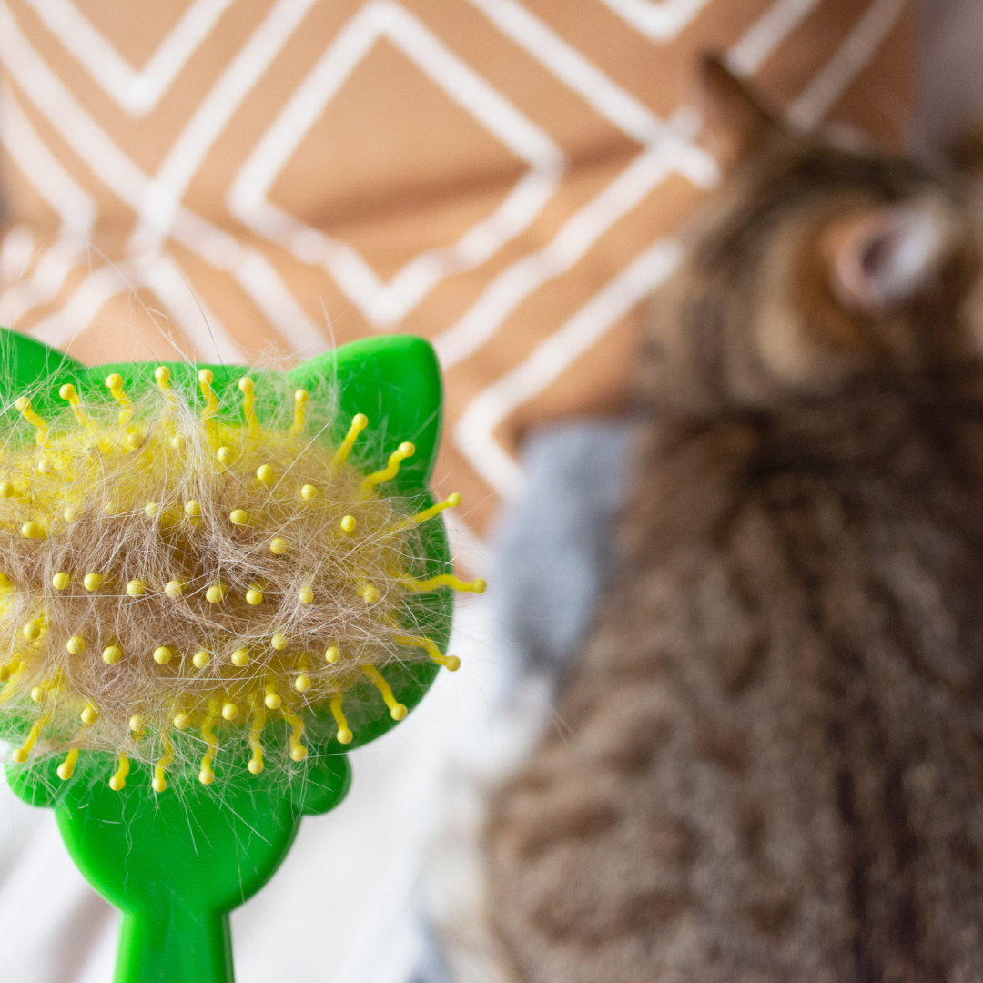 Cat Shedding - what it is and how to prevent it - The Lick