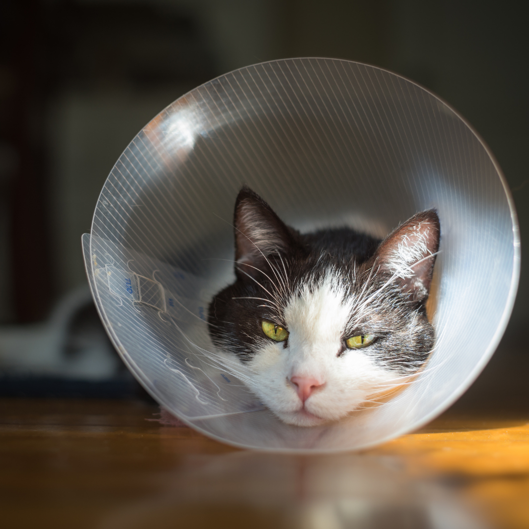 Post-op care for your cat - The Lick