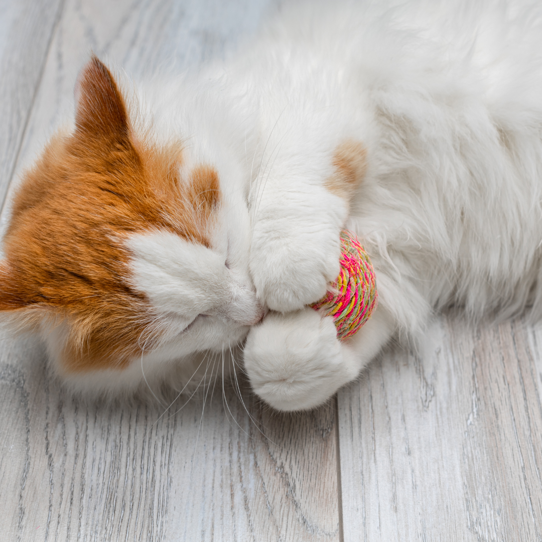 Cat Enrichment Activities - The Lick