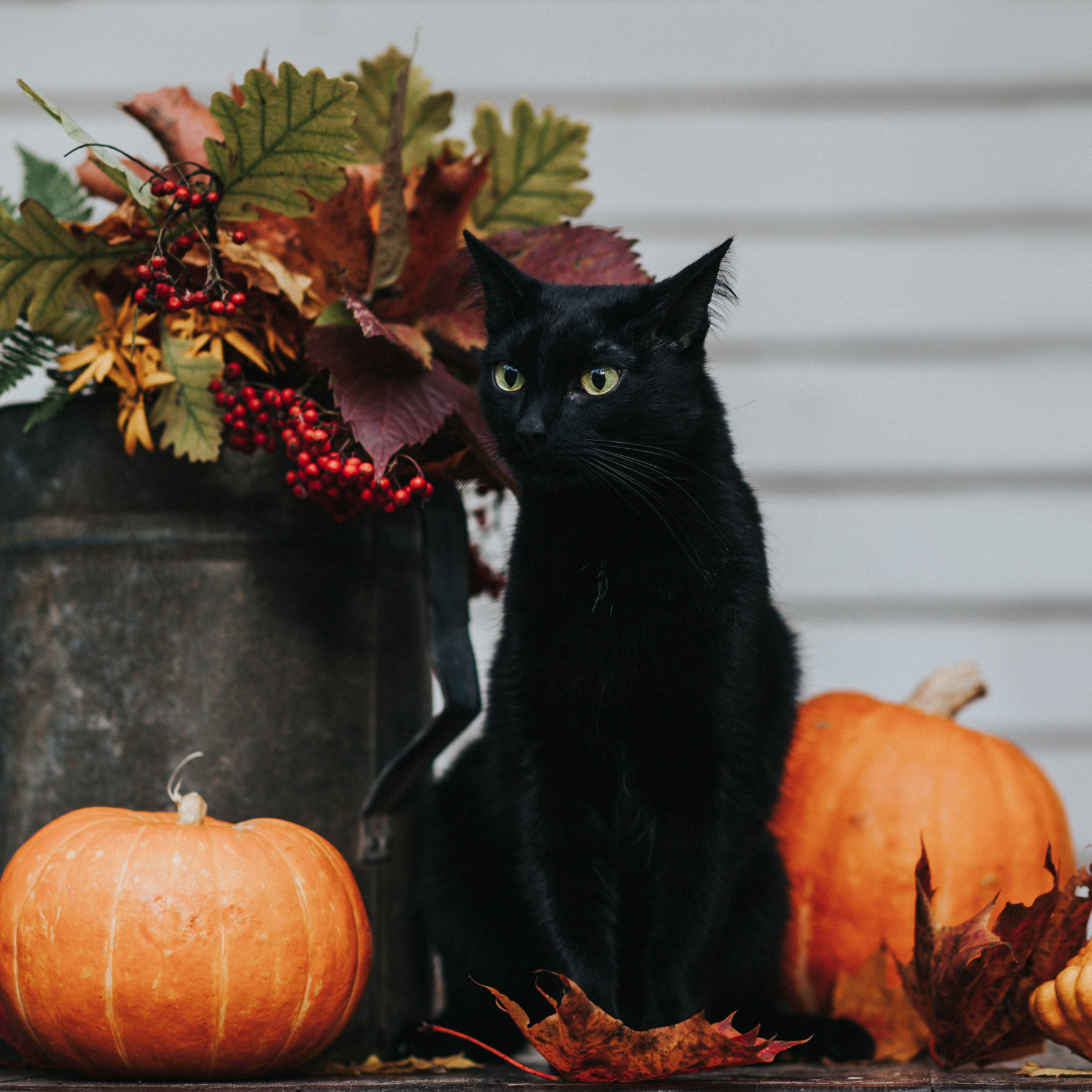 Halloween History Lesson - Black cat lore - The Lick